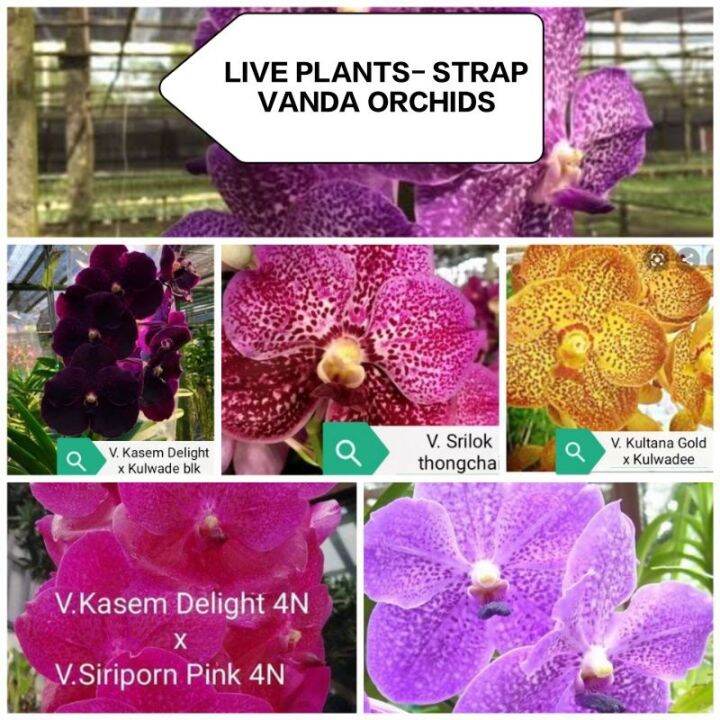 THAILAND STRAP VANDA SEEDLING ORCHIDS (LIVE PLANT) | Lazada PH