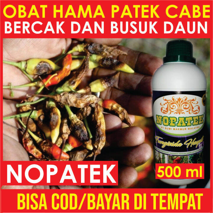 HOT PROMO Pupuk Organik Obat Patek Fungisida Hayati Patek Cabe Terbaik ...