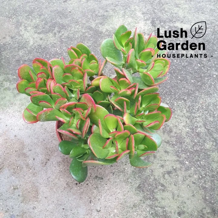 Crassula Ovata Big Leaf / Jade Plant / Money Plant / 钱生钱 150mm Pot ...