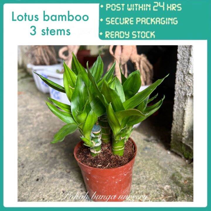 PBN - lotus bamboo 3 stems - anak pokok bunga nursery indoor plant ...