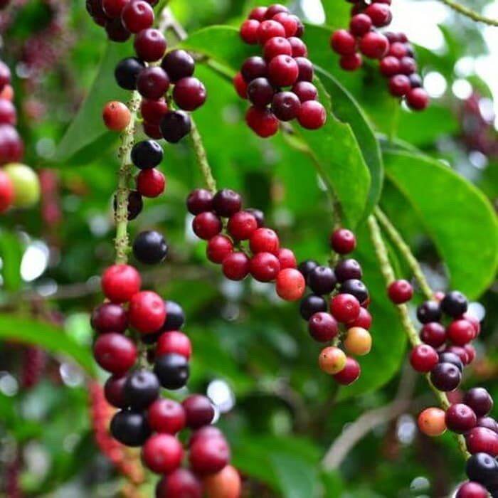 Kedai 1 Benih Biji Buah Buni Boni Huni Wuni Bignai Epitheton Antidesma ...