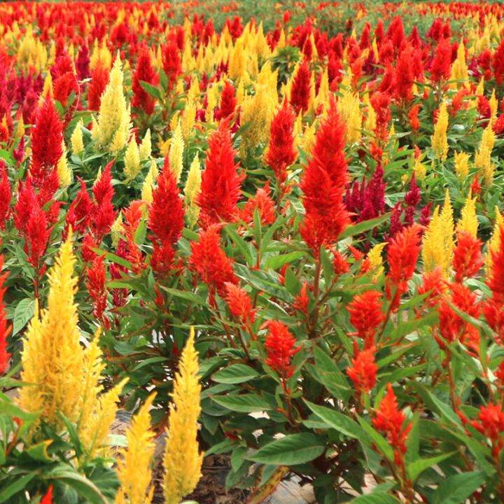 buy one get one free, 50 seeds (not plants) Seeds/Pack Mixed Celosia ...