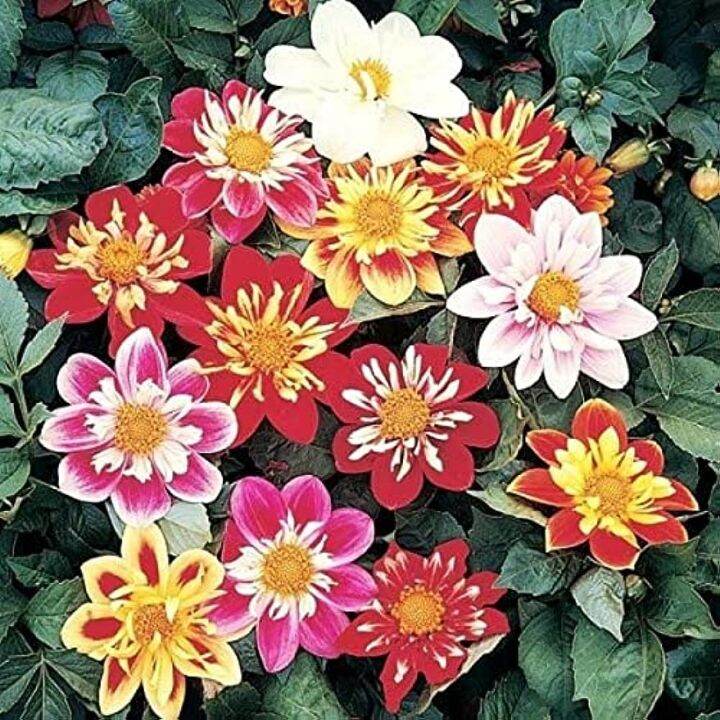 Dahlia Collarette Dandy Mix seeds Dahlia Variabilis Seeds. | Lazada PH