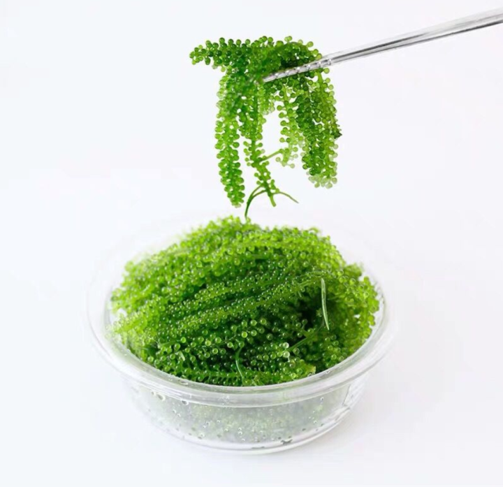 Fresh Sea Grapes, Instant Seaweed, Salted Green Vegetables, Plant Fish ...