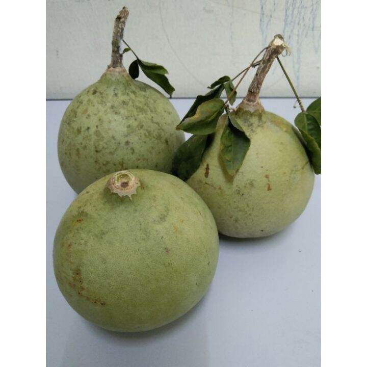 (1pcs) (UNRIPE) Indian Bael fruit / Vilvam palam / Vilvam fruits (1pcs ...