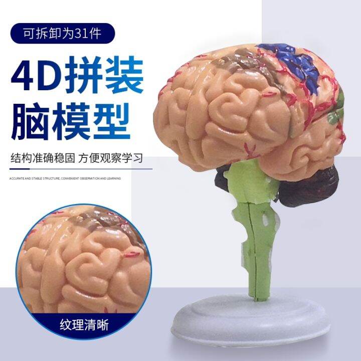 Educational toy body parts assembled model brain brain assembled model ...