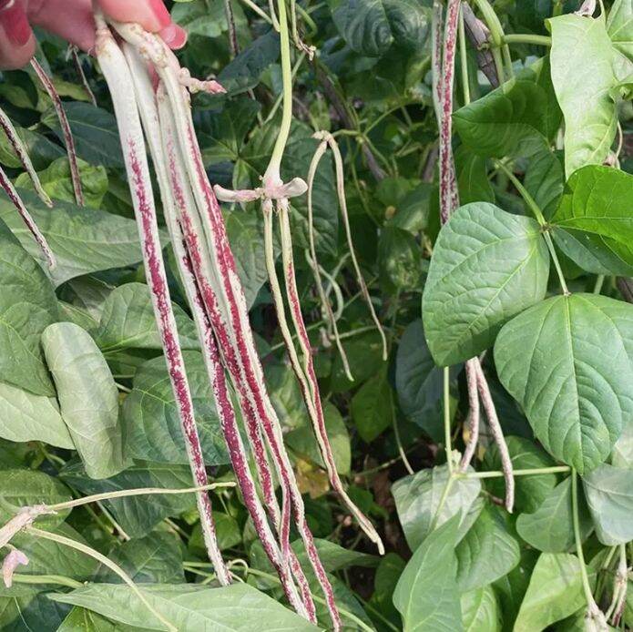 Hybrid Leopard Cowpea Long Beans Sitao Vegetable Seeds ( 50 seeds ...