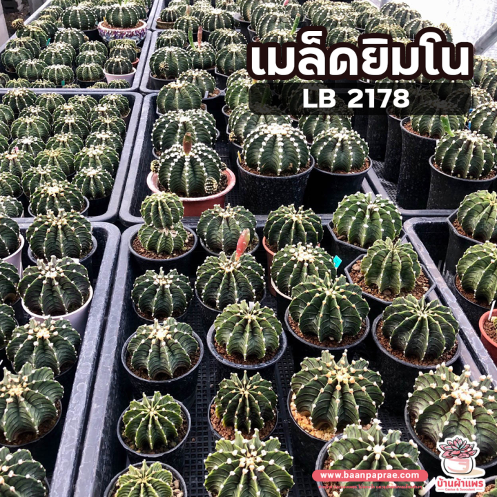 ลด ลด สุดพิเศษษ เมล็ดยิมโน LB 2178 แท้ แคคตัส กระบองเพชร cactus&succulent ราคาถูก แคคตัส กระบองเ ...