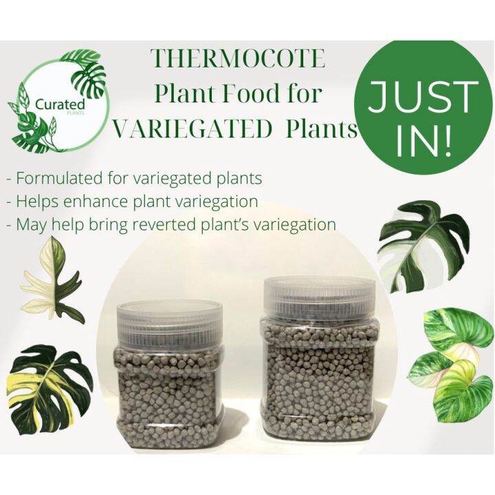 Thermocote: Plant Food for Variegated Plants! 100Gram Refills in ...