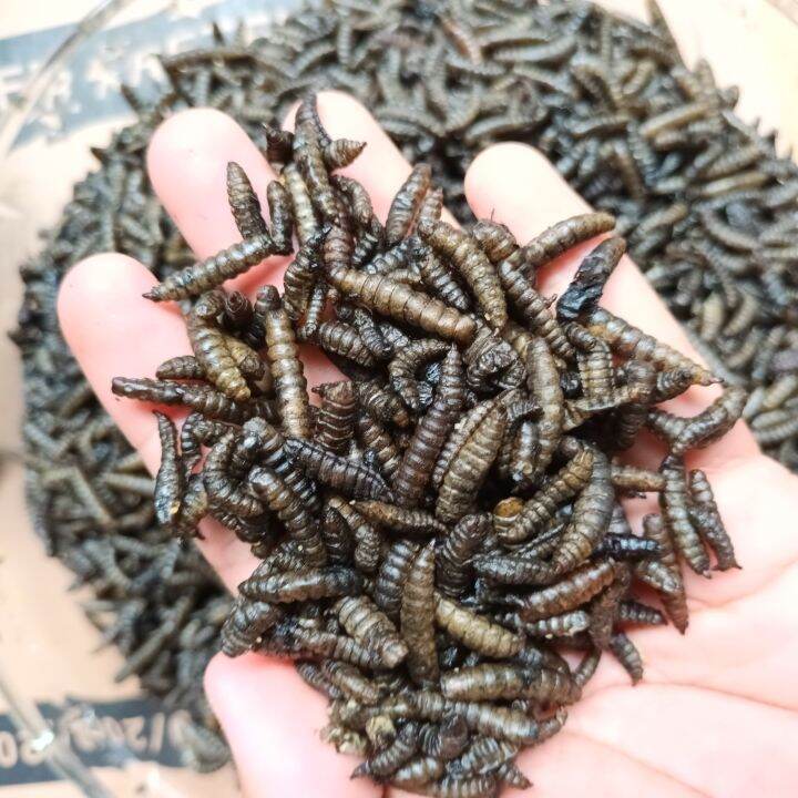 Maggrow Maggot BSF Kering Darker/Hitam Spesial Body, Marking, Spotted ...