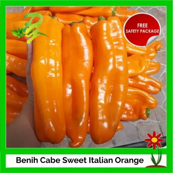 Benih Cabe Jumbo Sweet Italian Orange - Cabe Raksasa - Isi 10 Biji ...