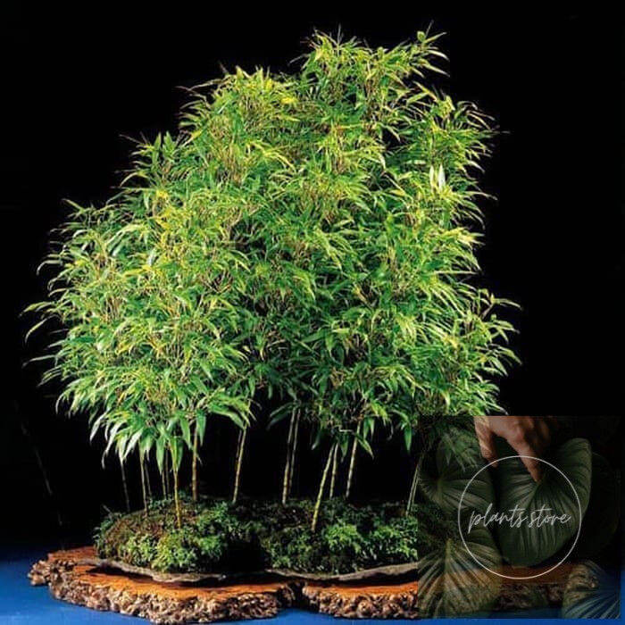 Tanaman hias bambu mini micro / sasa pygmaea bamboo dwarf | Lazada ...