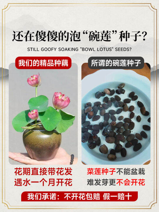 Water-cultured plants of lotus seeds and lotus roots Small and ...