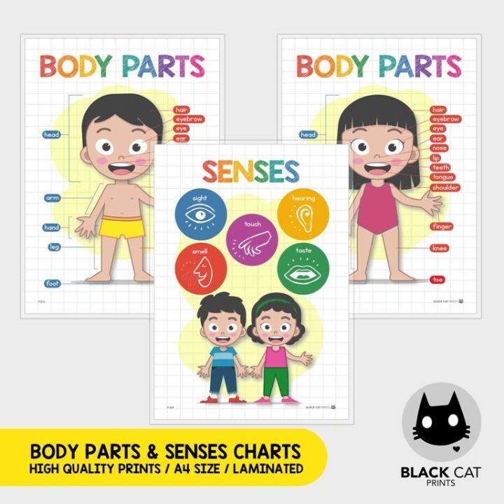 Body Parts Posters / Body Parts Charts for Children / Colorful Posters ...