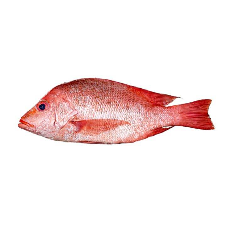 Frozen Maya-Maya "Red Snapper" Cleaned (400-500g) | Lazada PH