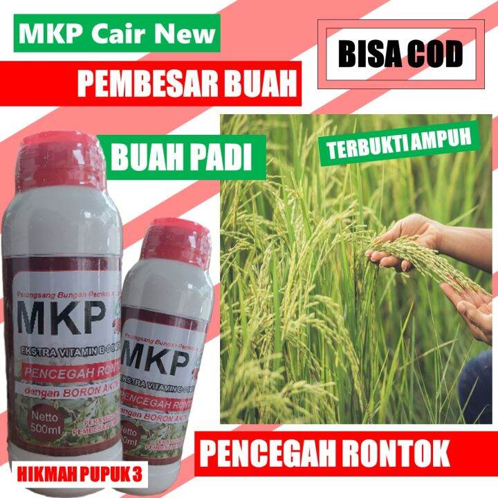 (ASLI MURAH) Pupuk Ajaib PERBANYAK BUAH PADI, SINGKONG, BAWANG DAUN, MERAH, JAGUNG, SEMANGKA ...