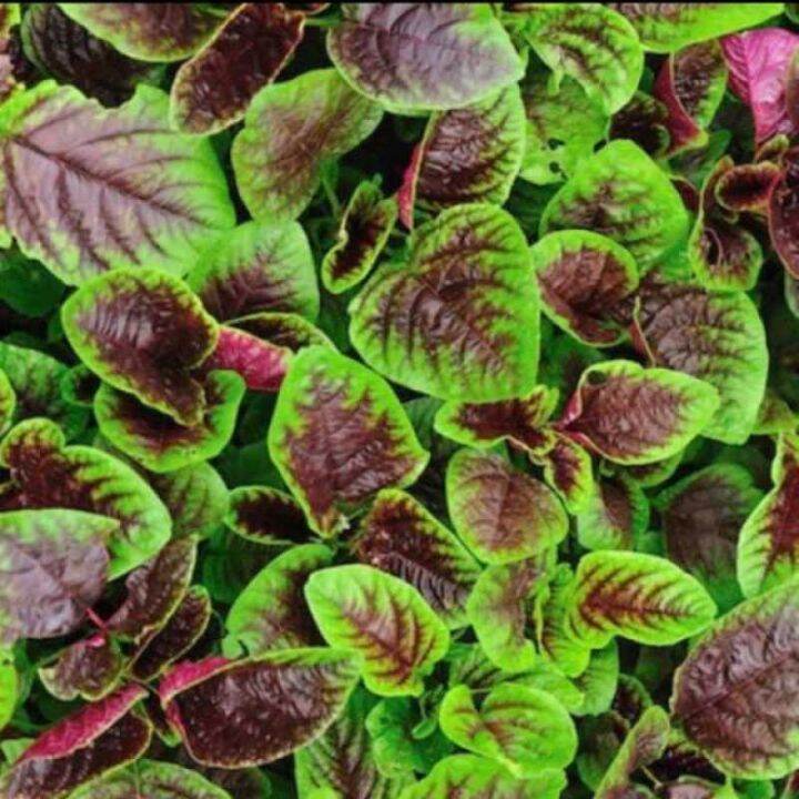Kedai 400 Benih Biji Sayur Bayem Bayam Batik Belang Hidroponik Tigger ...