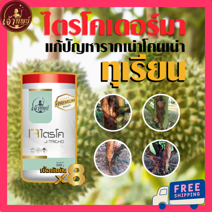 รักษาโรครากเน่าโคนเน่าทุเรียน ป้องกันโรครากเน่าโคนเน่าทุเรียน ใช้ไตรโค ...