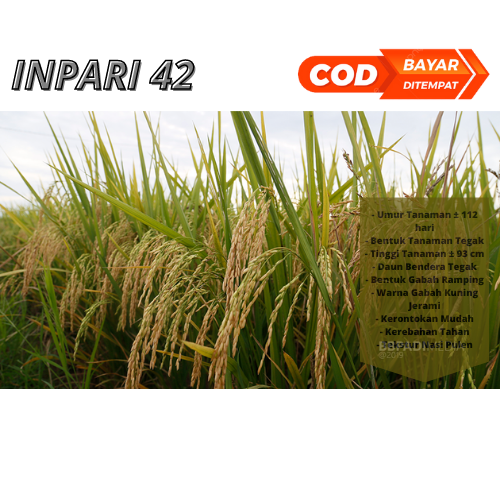 Benih Padi Inpari 42 Bibit Unggul 5kg | Lazada Indonesia