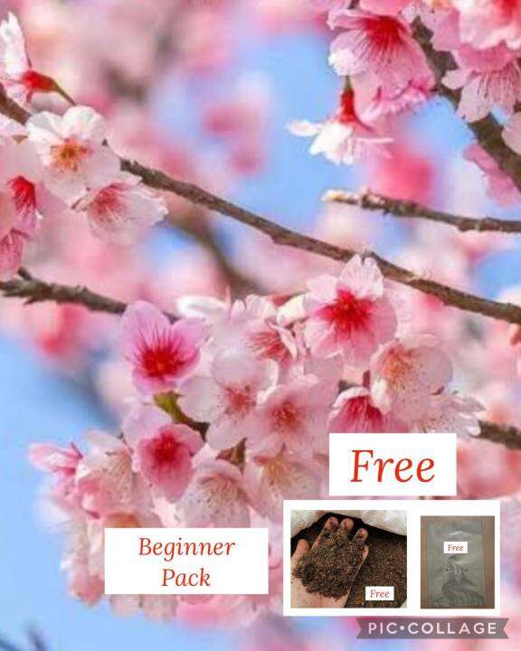 Palawan Cherry blossom Seeds Begginer Pack "Free Pot and Fertilizer and ...
