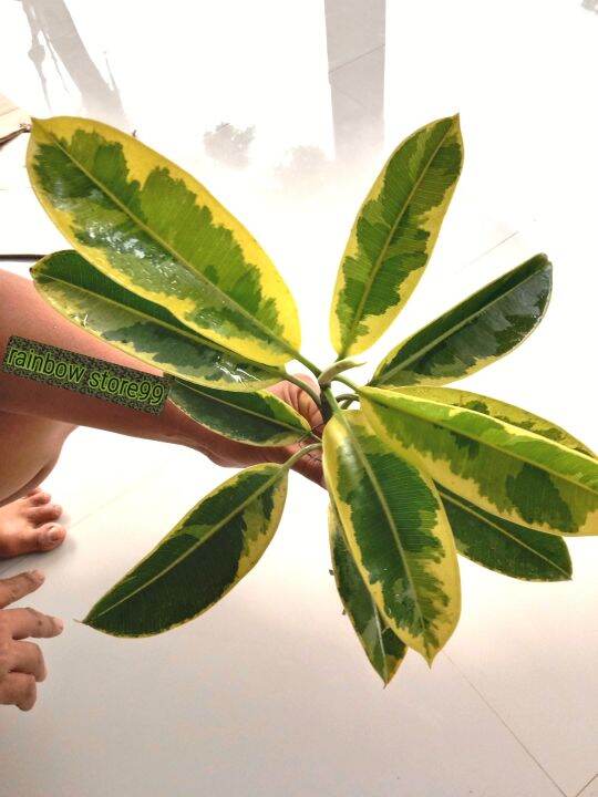 Tanaman hias karet kebo varigata gold-tanaman karet kebo varigata ...