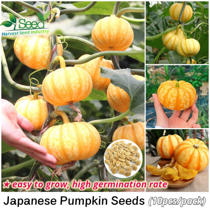 [Fast Germination] Biji Benih Labu Japanese Pumpkin Seeds for Planting ...