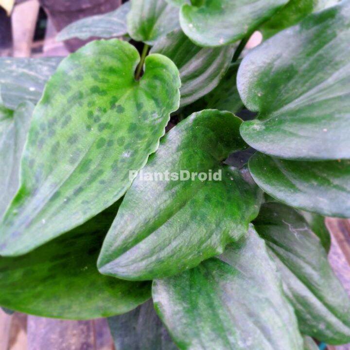 Tanaman Hias Hidup Drimiopsis maculata Keladi Katak | Lazada Indonesia