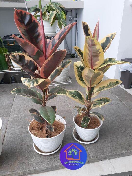 COD Bunga sudut ruang tamu yg lagi viral tanaman hias karet kebo ...