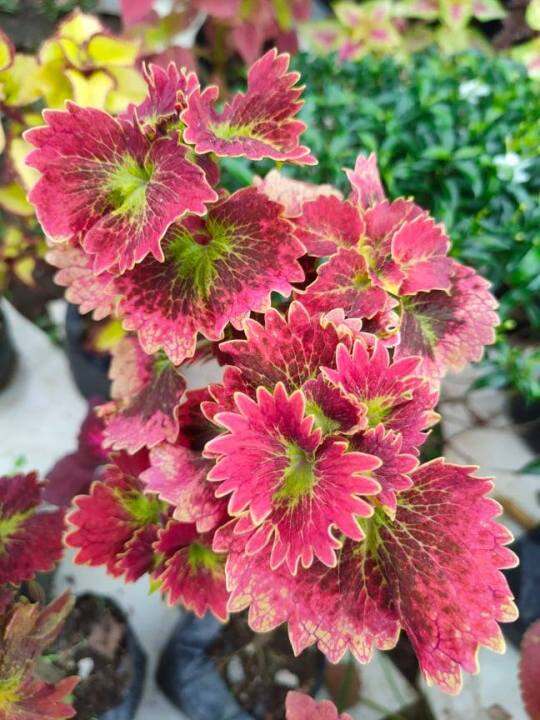 Mayana Coleus Red Twirl (Rare Mayana) with FREE white plastic pot and ...