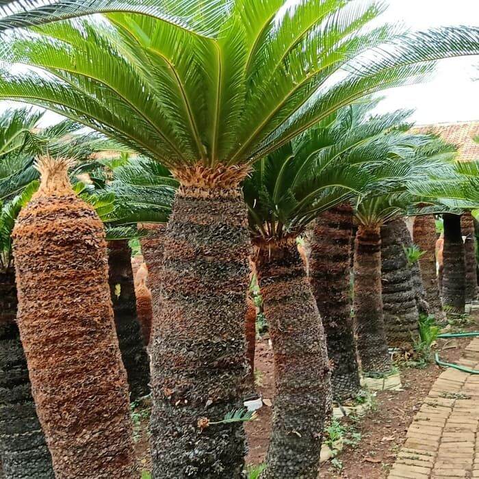 Tanaman Mawar Jambe (sikas) | Lazada Indonesia