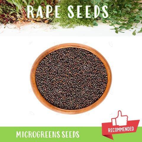 RAPESEEDS MICROGREENS SEEDS - 10grams | Lazada PH