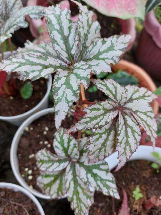 Begonia Angel Plum with FREE plastic pot, pebbles and soil. Real Plants ...