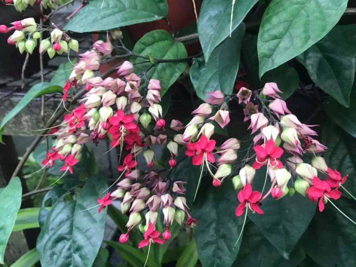 Secreto de Amor | Lazada PH