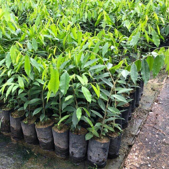 Agarwood Tree Pokok Gaharu StockAnak Benih Pokok Gaharu Plant Aquilaria ...