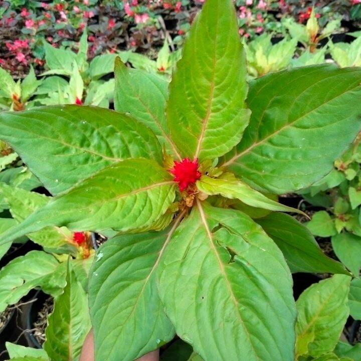 Tanaman Hias Kelosia Jengger ayam | Lazada Indonesia