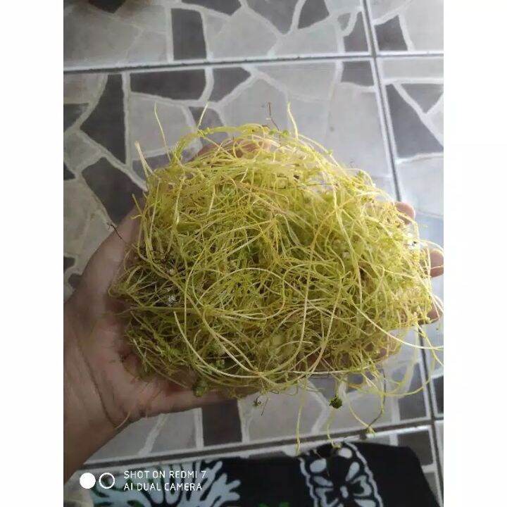 tali putri | Lazada Indonesia