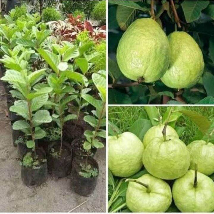 Guapple Guava Apple Seeds | Lazada PH