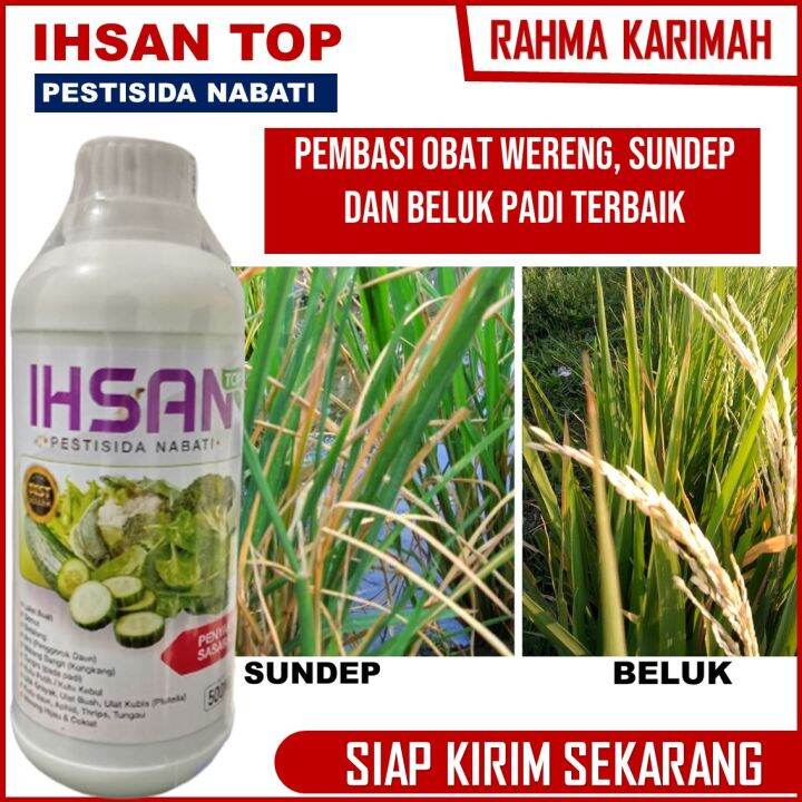 Insektisida IHSAN TOP 500 ML obat Hama Wereng Sundep Beluk untuk ...