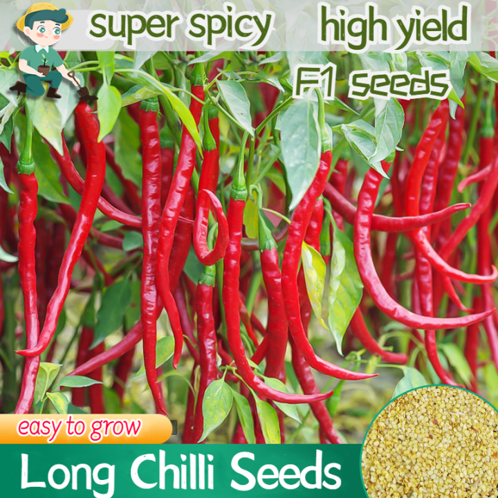 [Easy To Grow In Malaysia] High Yield Long Chili Seeds Garden Vegetable ...