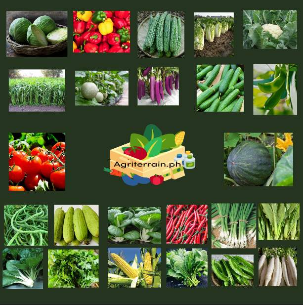 repacked vegetable seeds and herbs high germination rate ampalaya,bell ...