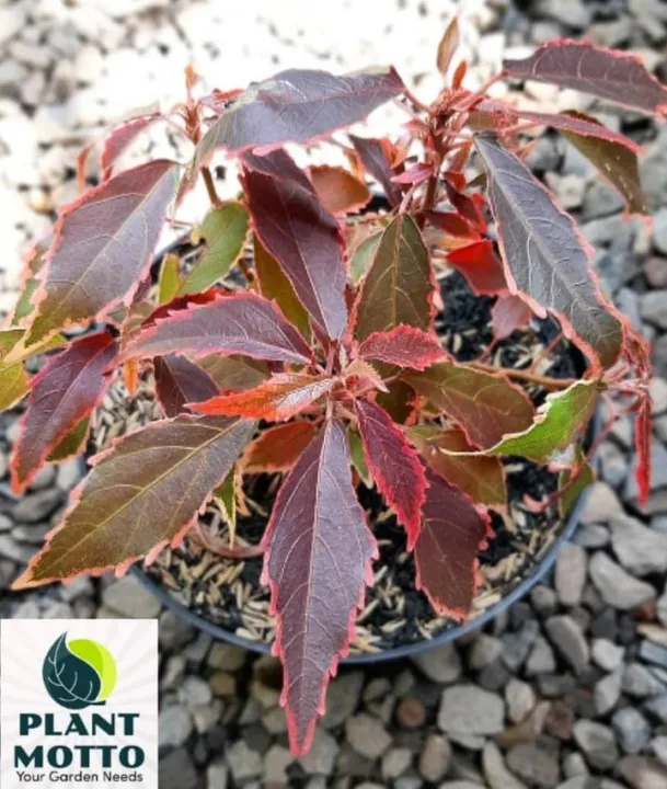 Acalypha Godseffiana 'Firestorm' Plant with FREE white plastic pot ...