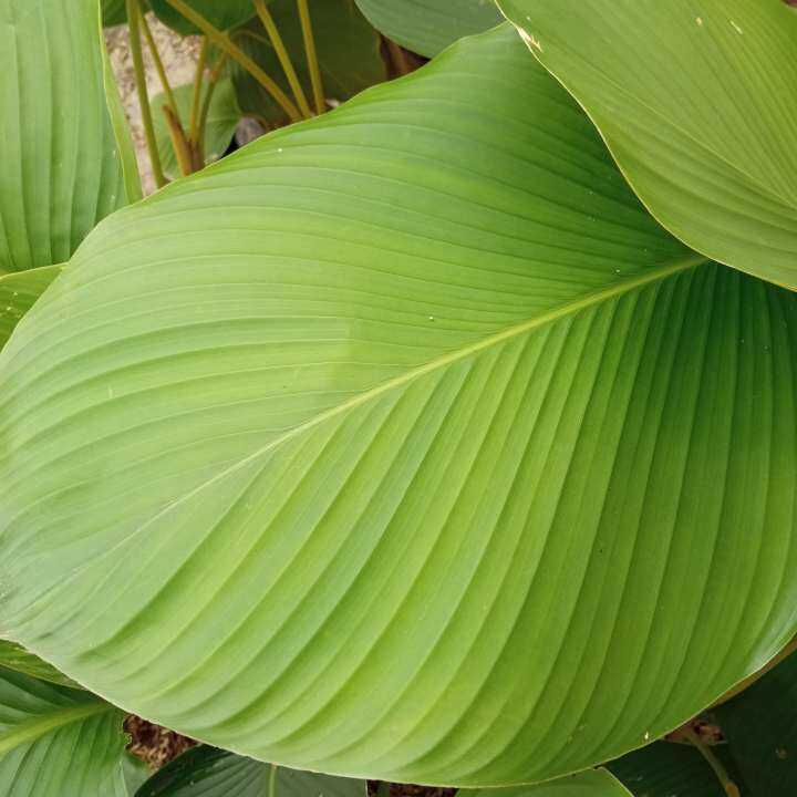 Calathea Luthea - Calathea Lutea - Calathea Pisang - Tanaman Hias ...