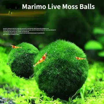 Marimo Aquarium Ideas