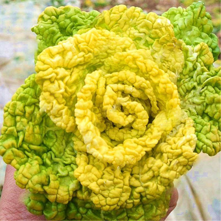 Buy Three Get Five (Not Plants)Yellow Heart Cabbage Seeds Botanical ...