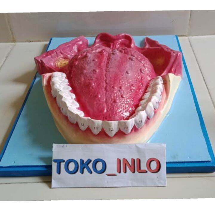 Alat Peraga Pendidikan / Model Lidah / Torso / Anatomi | Lazada Indonesia