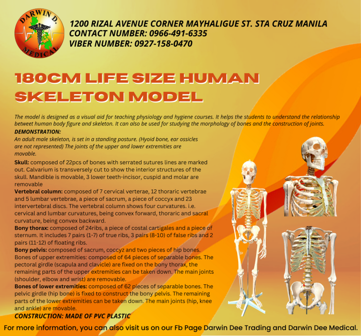 LIFE SIZE HUMAN SKELETON MODEL (180CM) | Lazada PH
