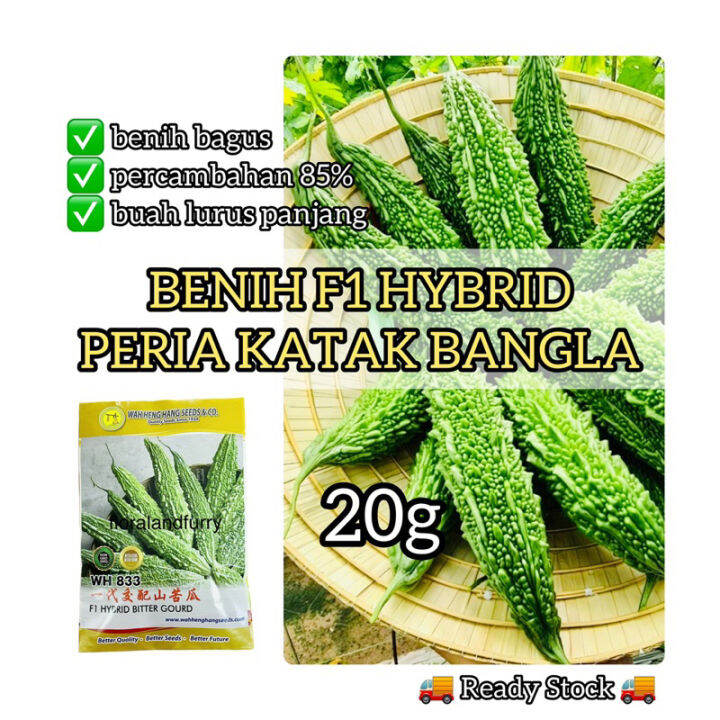 20g Biji Benih Peria Katak Bangla Hibrid F1 Hybrid Bitter Gourd ...
