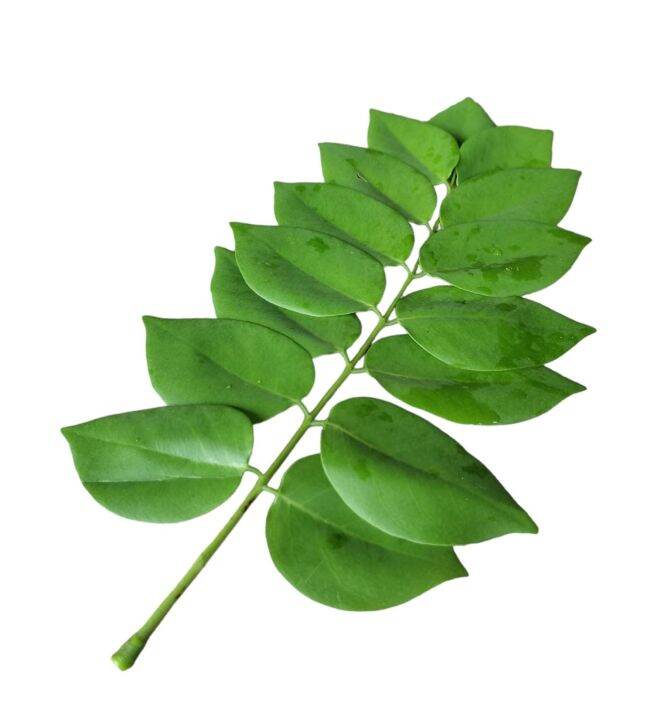 CLEAN AND GREEN FRESH MADRE DE CACAO LEAVES 100G | Lazada PH