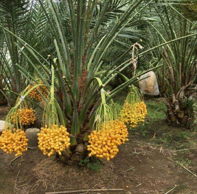 Pokok Kurma Hybrid | Lazada