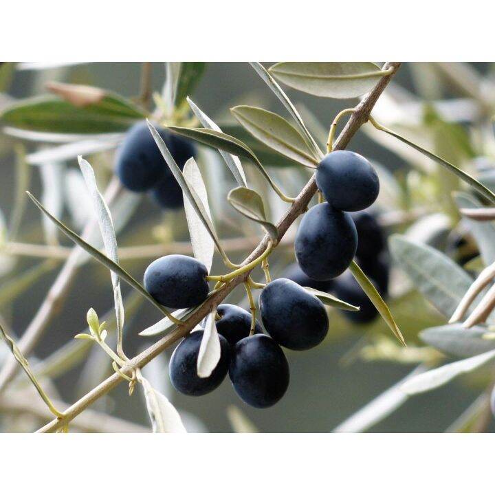 (easy to grow) CANINO OLIVE TREE Olea Europaea Edible European Common ...